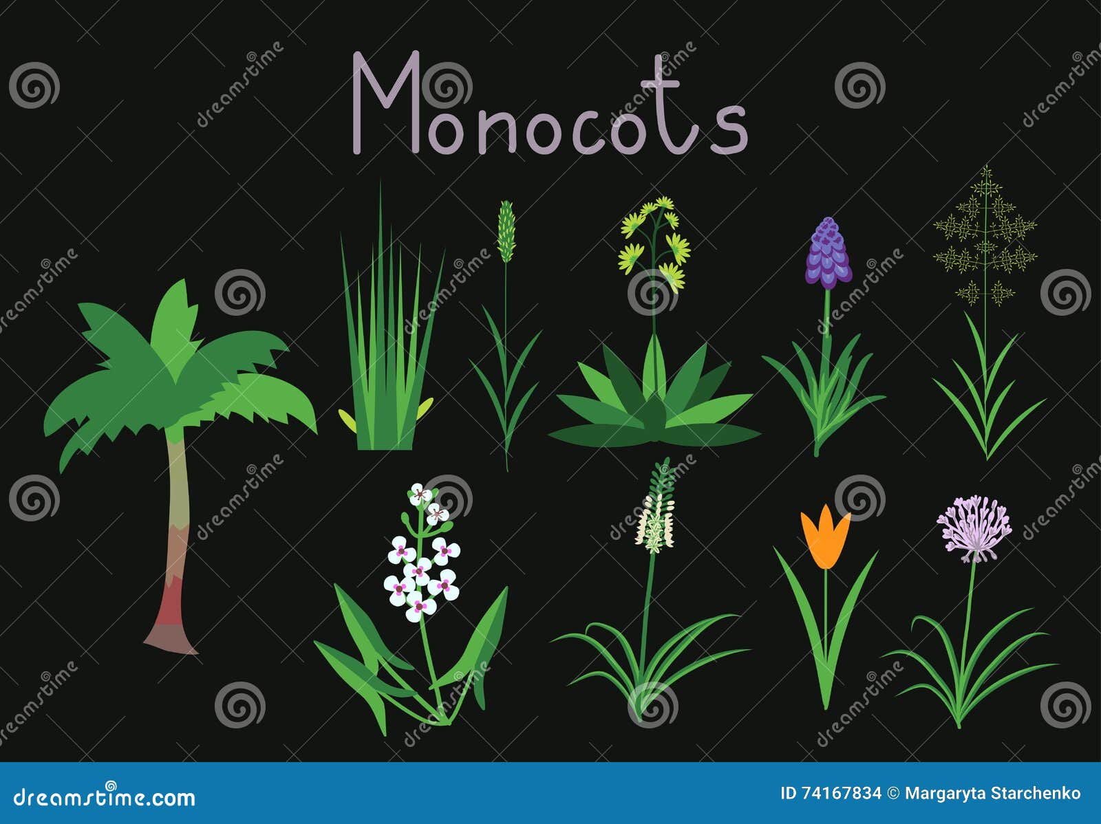 Monocotyledon Plants, Also Known As Monocots, Are A Type Of Flowering ...