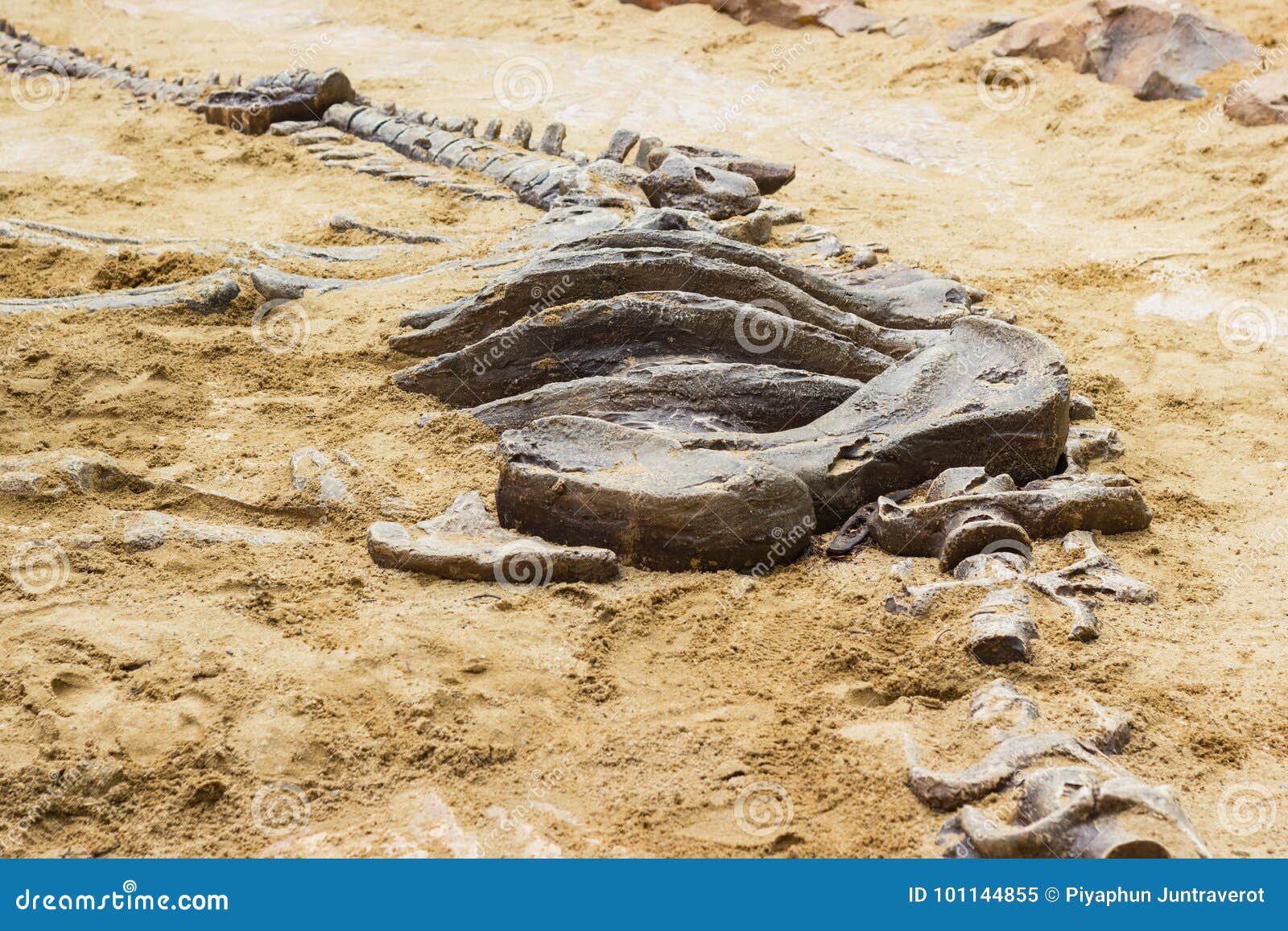 Excavation De Simulateur De Fossile De Dinosaure En Sable Image stock ...
