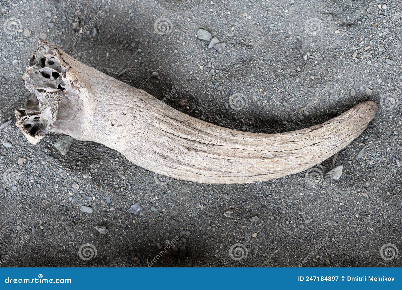 Extinct Prehistoric Ice Age Rhino. Life Size Model Stock Photography ...