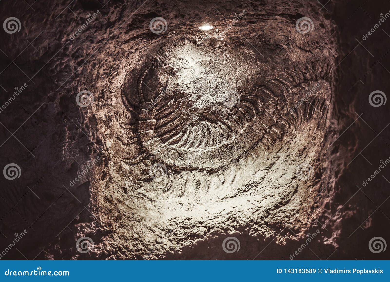 Excavations, Fossil, Underground. Skeleton Of An Ancient Scolopendra ...