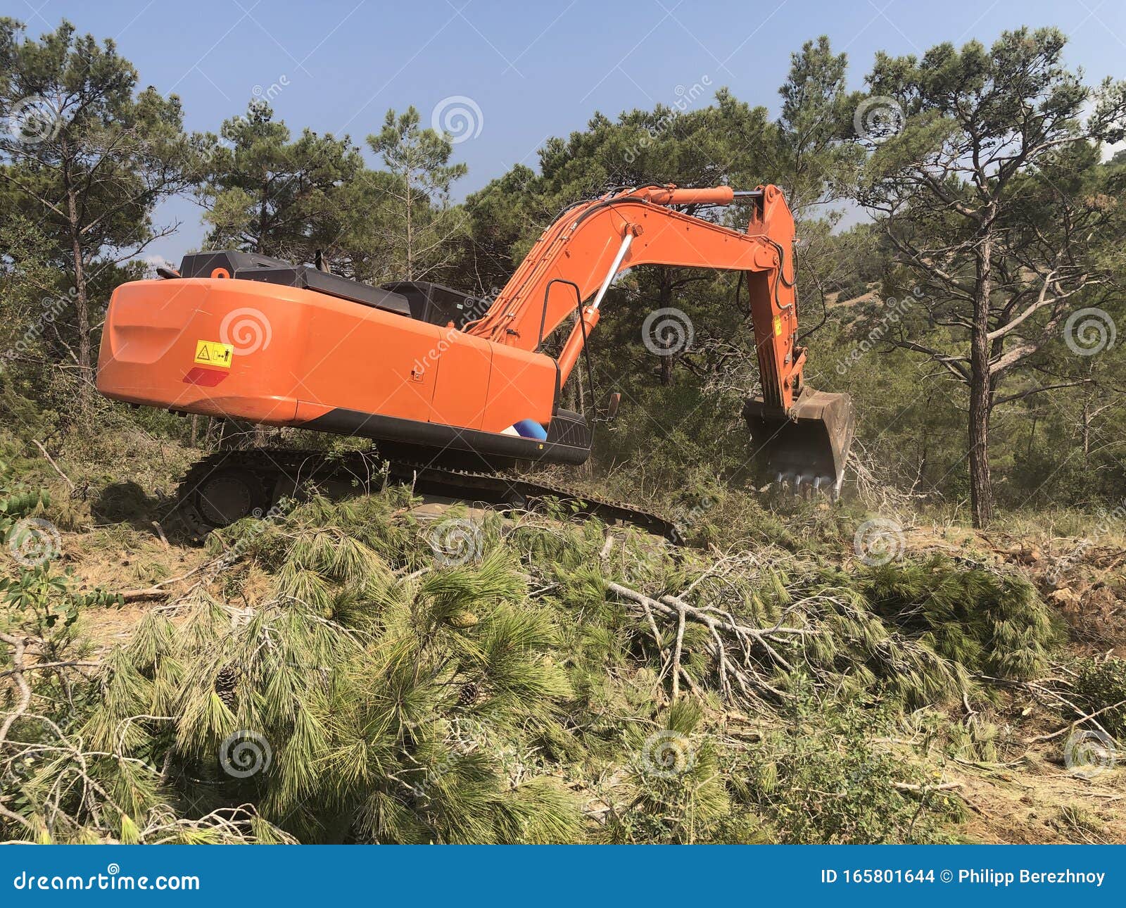 Excavator Uproots Stumps of Cutted Trees in the Coniferous Highland ...