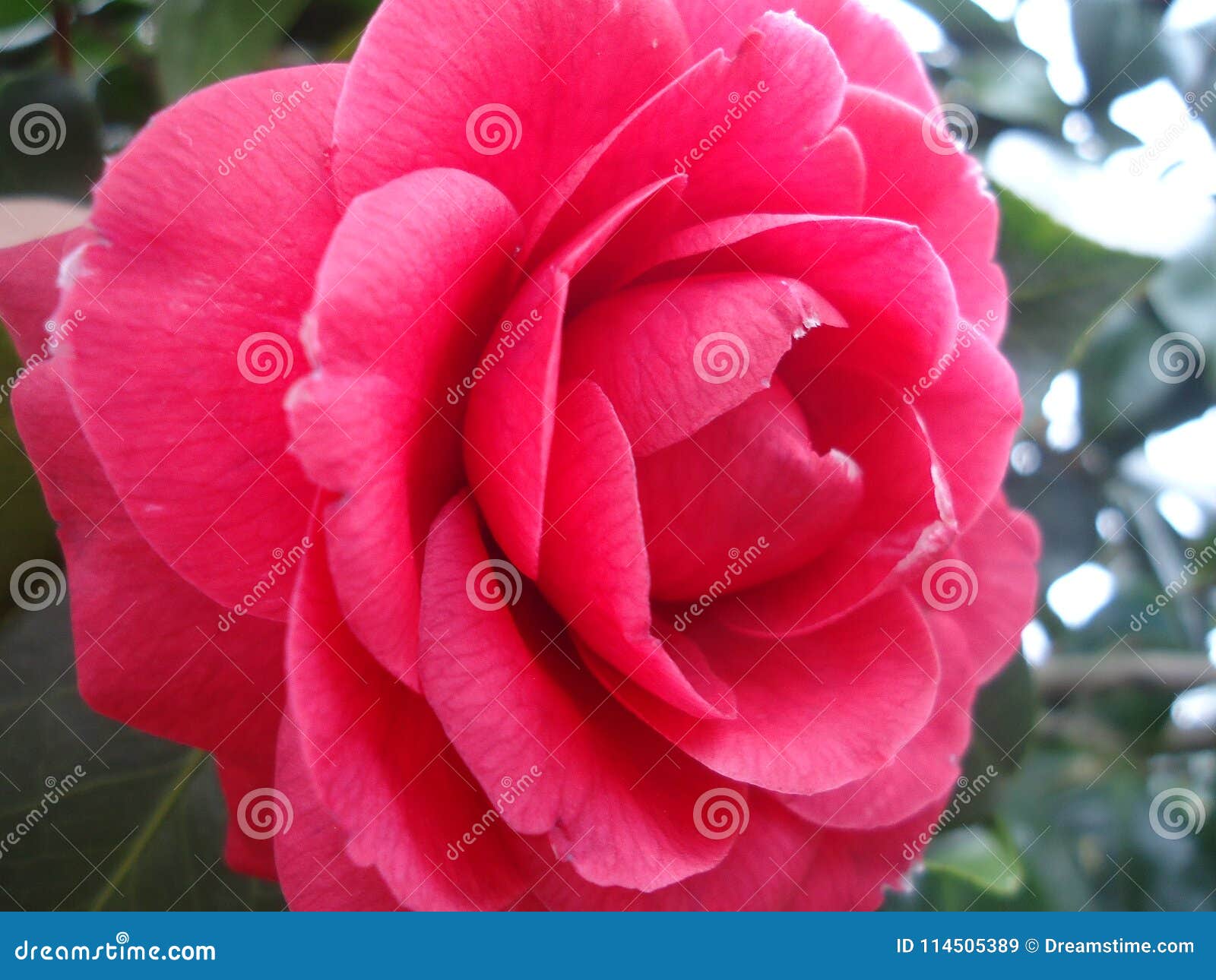 Excelente Natural Do Camelia Cor-de-rosa Da Flor Imagem de Stock ...