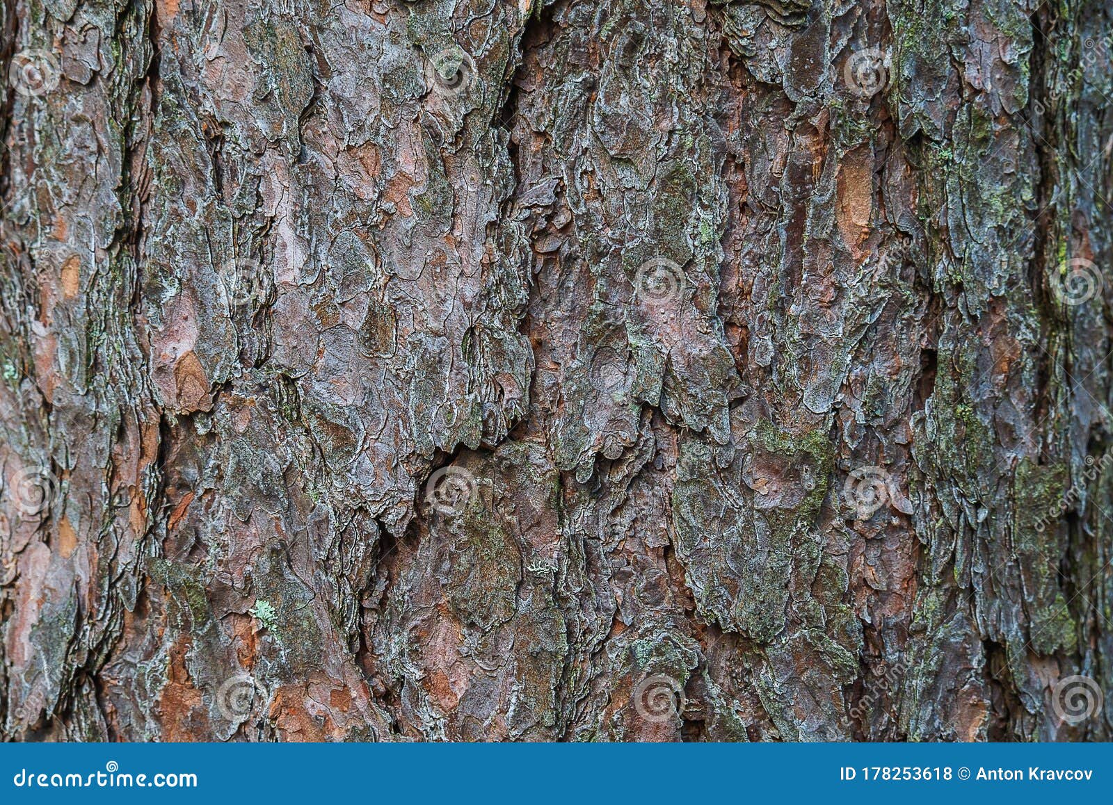 Excellent Deep Texture of the Bark of the Tree. Stock Photo - Image of ...