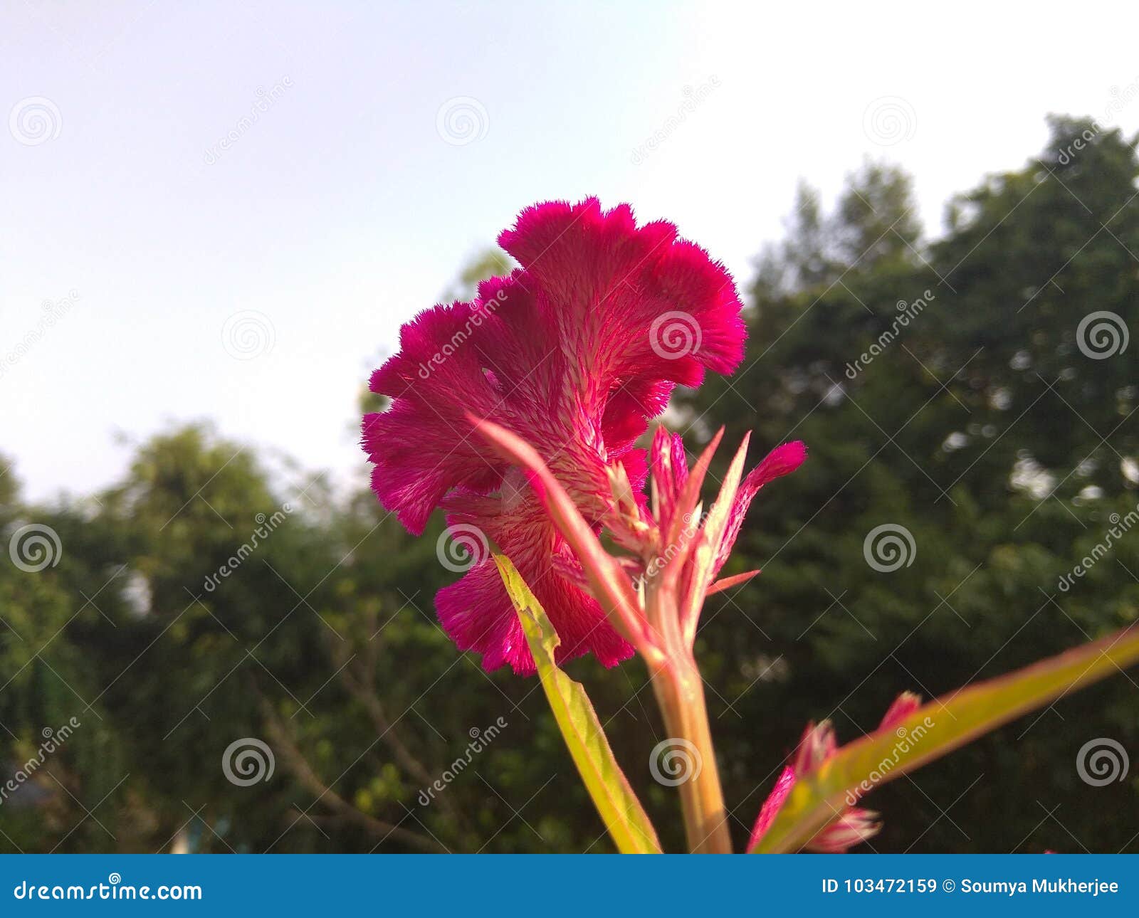 Tail Frower Stock Photos - Free & Royalty-Free Stock Photos from Dreamstime