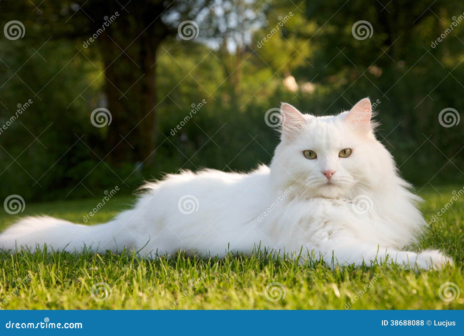 Excellent grand chat blanc photo stock. Image du russie - 38688088