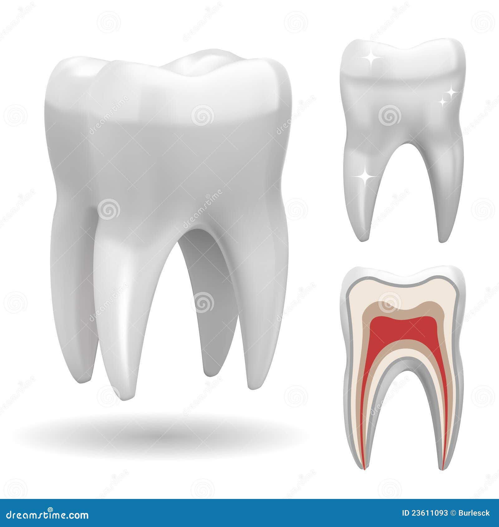 Excellent Vector Tooth stock vector. Illustration of dental - 23611093