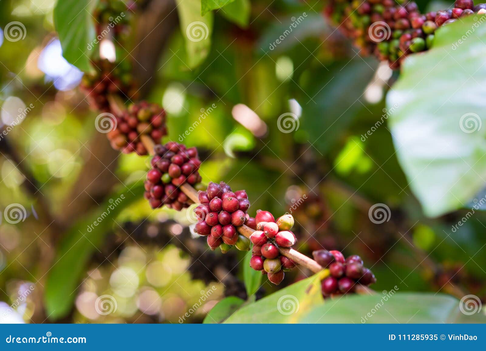 Excelsa Coffee Beans on Tree. Ripe Coffee Bean Stock Image - Image of ...
