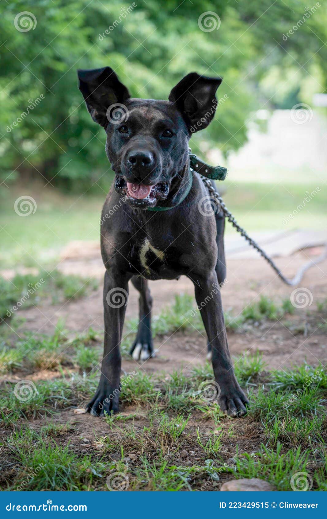 Excited Black Lab stock image. Image of animal, outdoors - 223429515