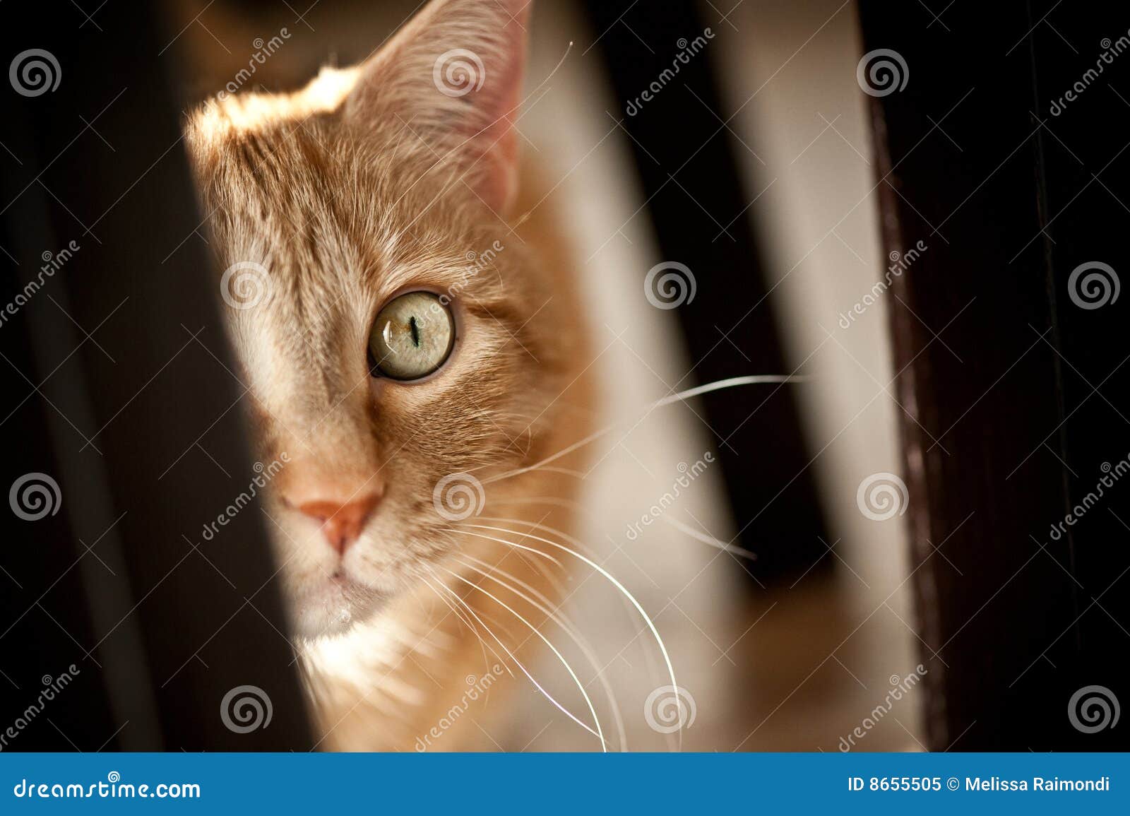 Excited Cat stock image. Image of excitement, pounce, jump - 8655505