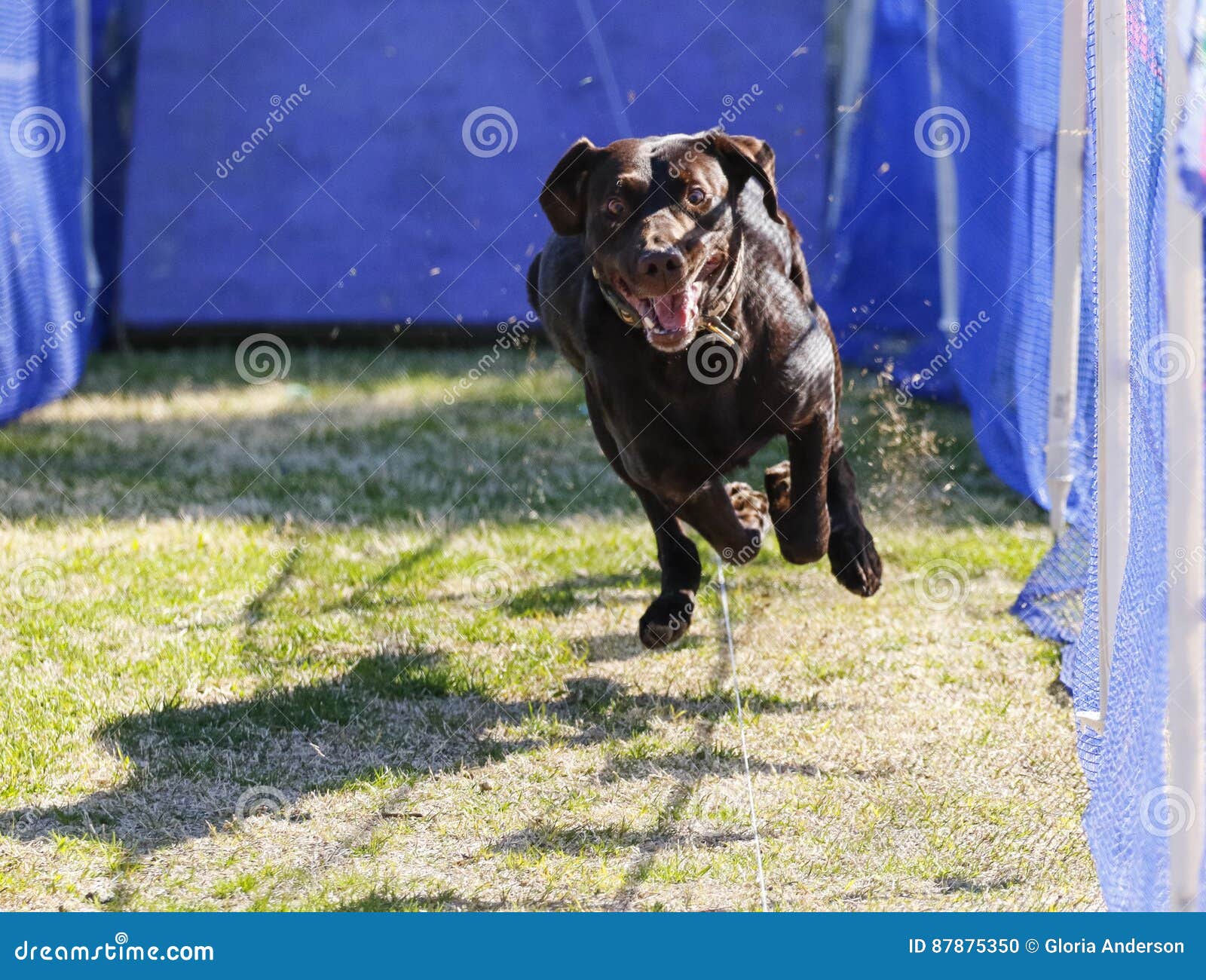 Excited Chocolate Labrador Retriever Chasing a Lure Stock Photo - Image ...