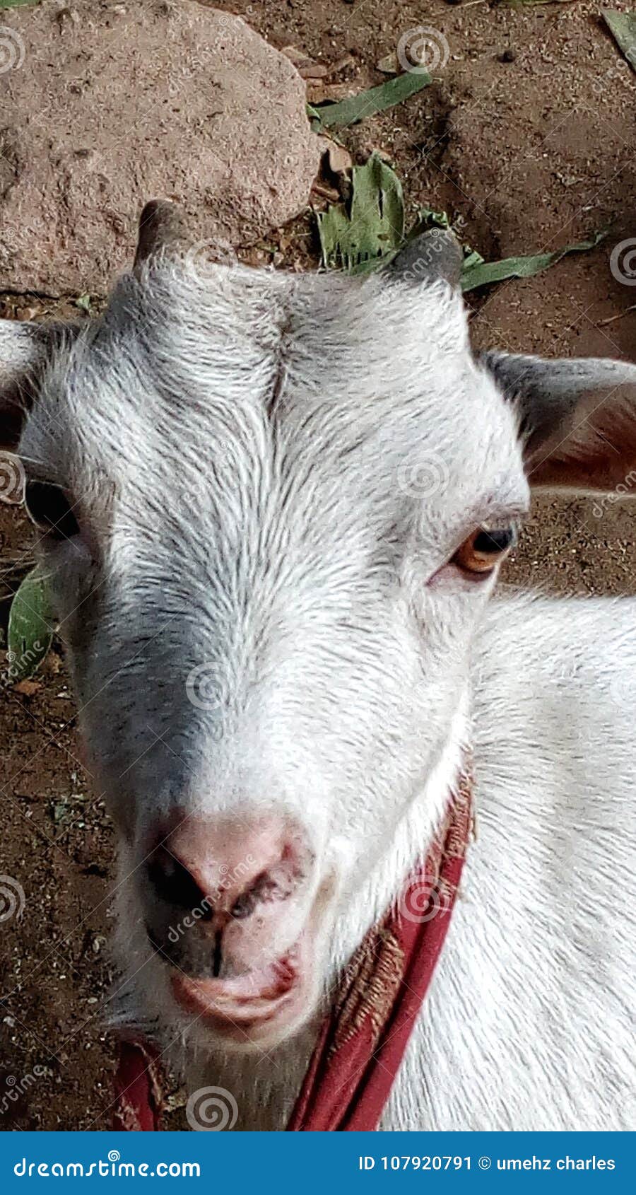 Excited goat stock image. Image of appreciation, goat - 107920791