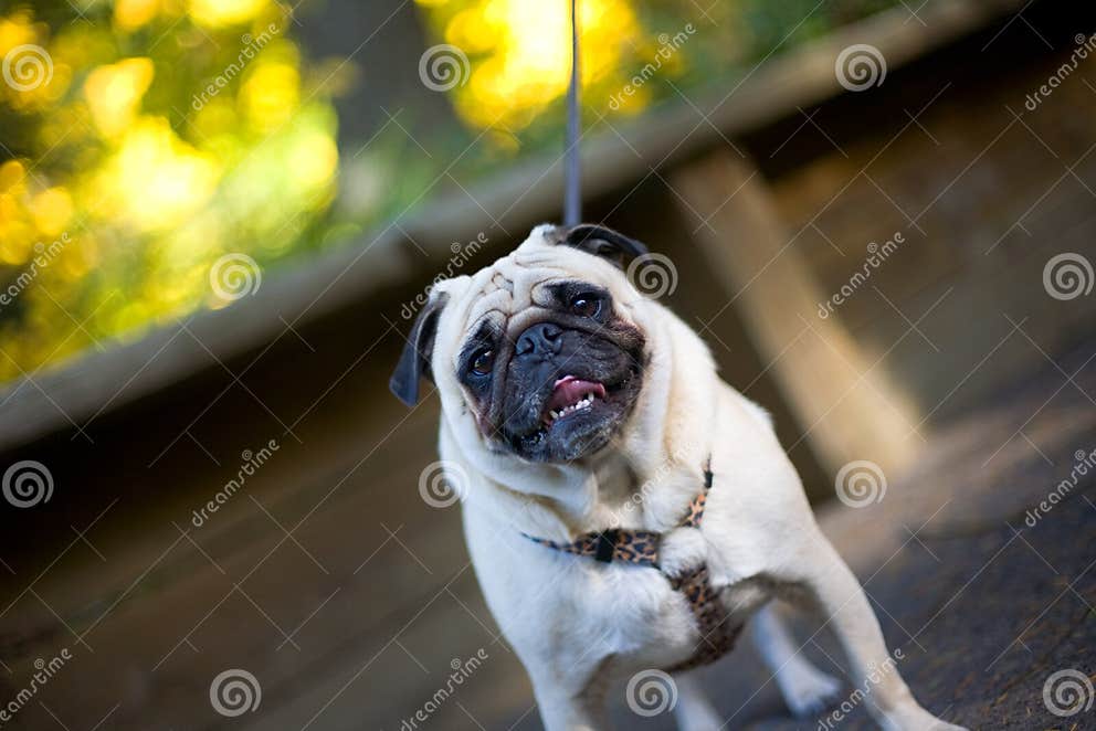 Excited Pug Dog on Leash stock photo. Image of white - 36353982