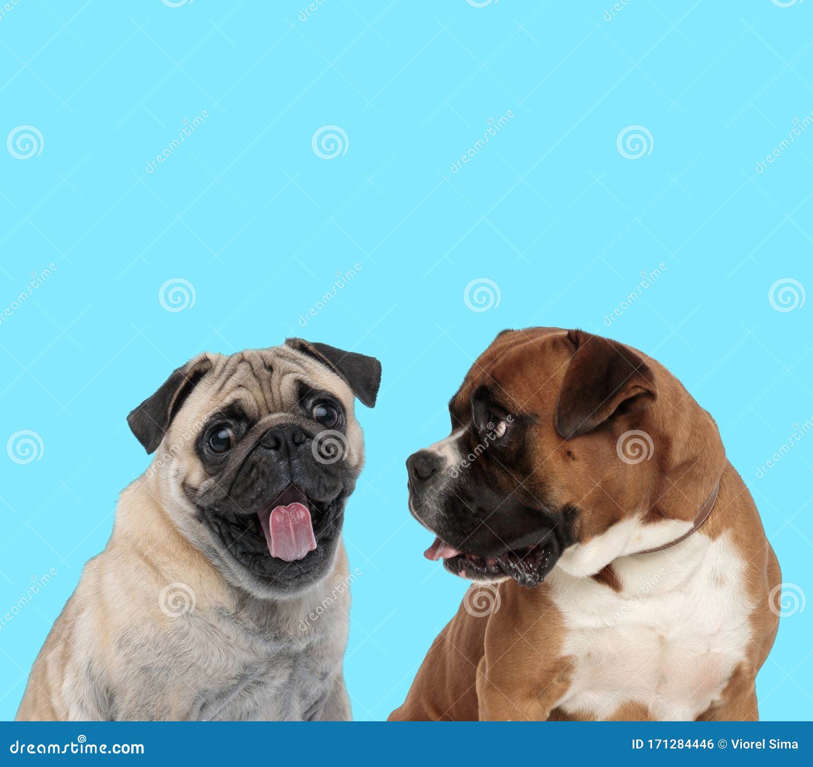 Excited Pug Looking Forward and Curious Boxer Looking at it Stock Photo ...