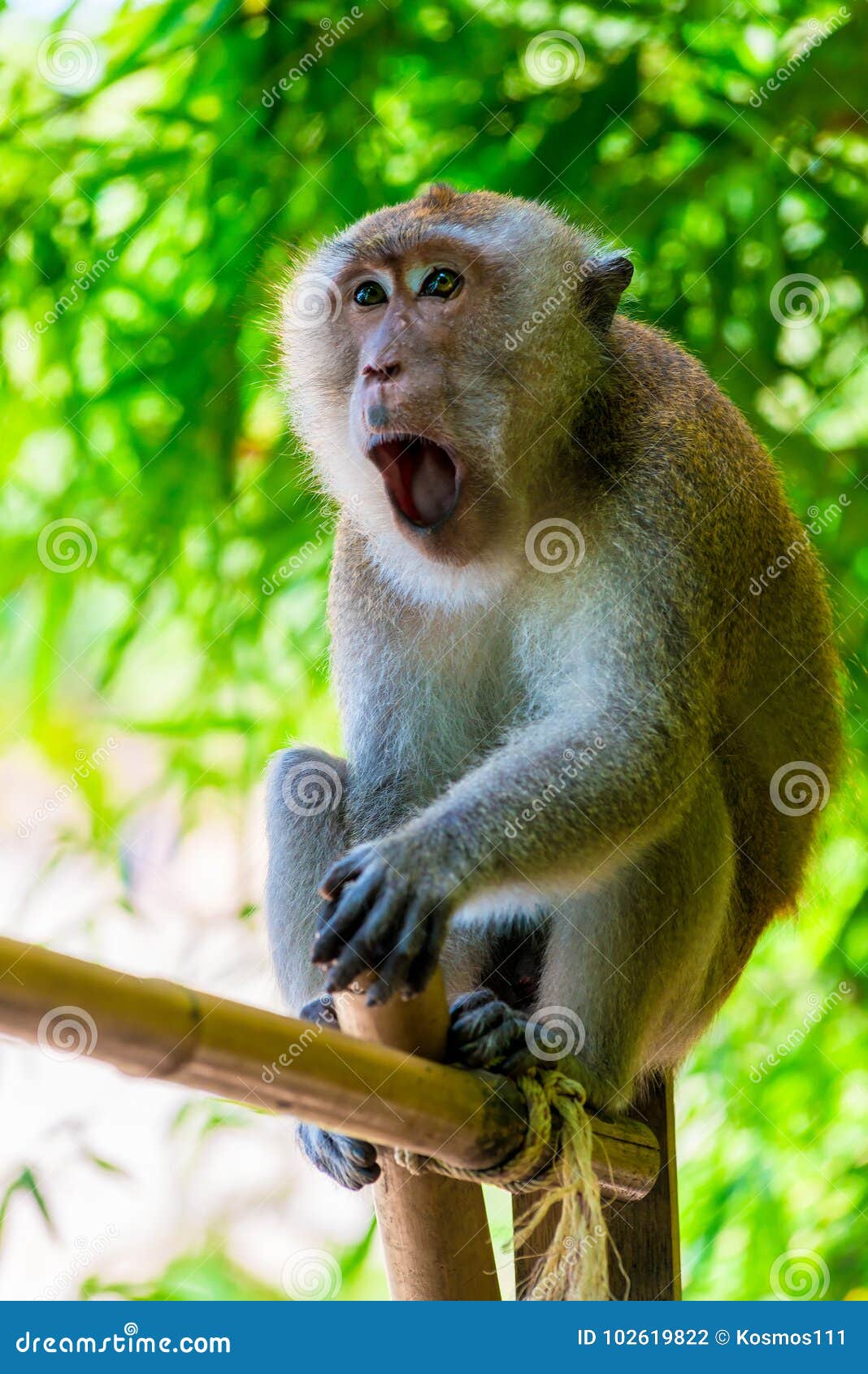 Excited Screaming Monkey in the Wildlife Stock Photo - Image of toque ...