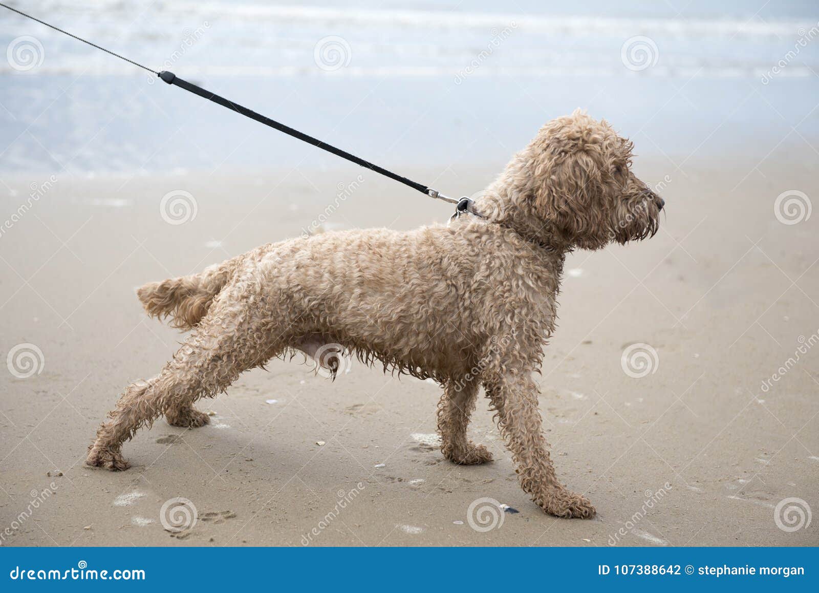 Excited Young Cockapoo Dog on a Sandy Beach Stock Photo - Image of ...