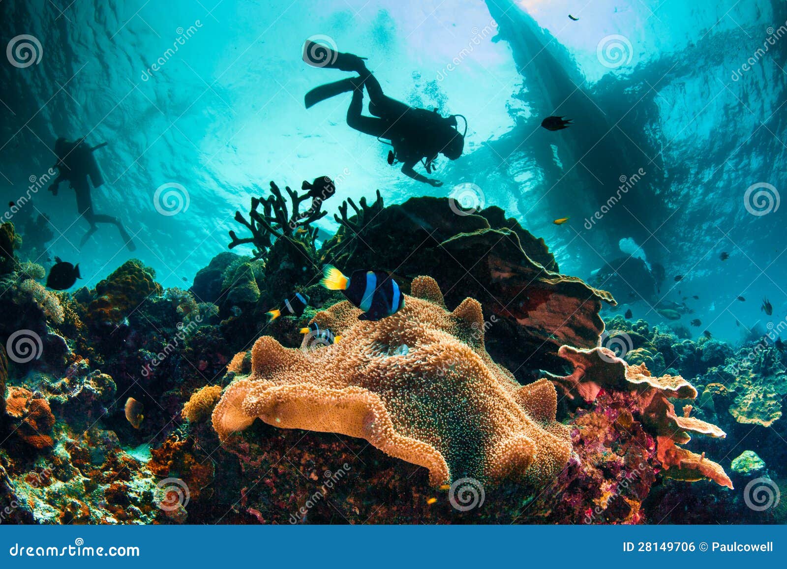 Exciting and Busy Underwater Sea Scape Stock Photo - Image of aquatic ...