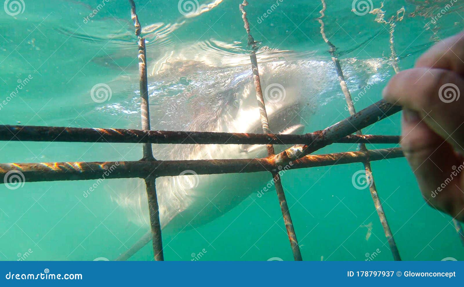Exciting Cage Diving for Shark at South Africa Tourist Attraction Stock ... Exciting Cage Diving for Shark at South Africa Tourist Attraction Stock ...