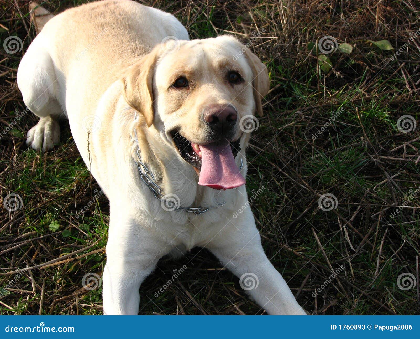 Exciting dog 2 stock image. Image of black, meadow, plant - 1760893