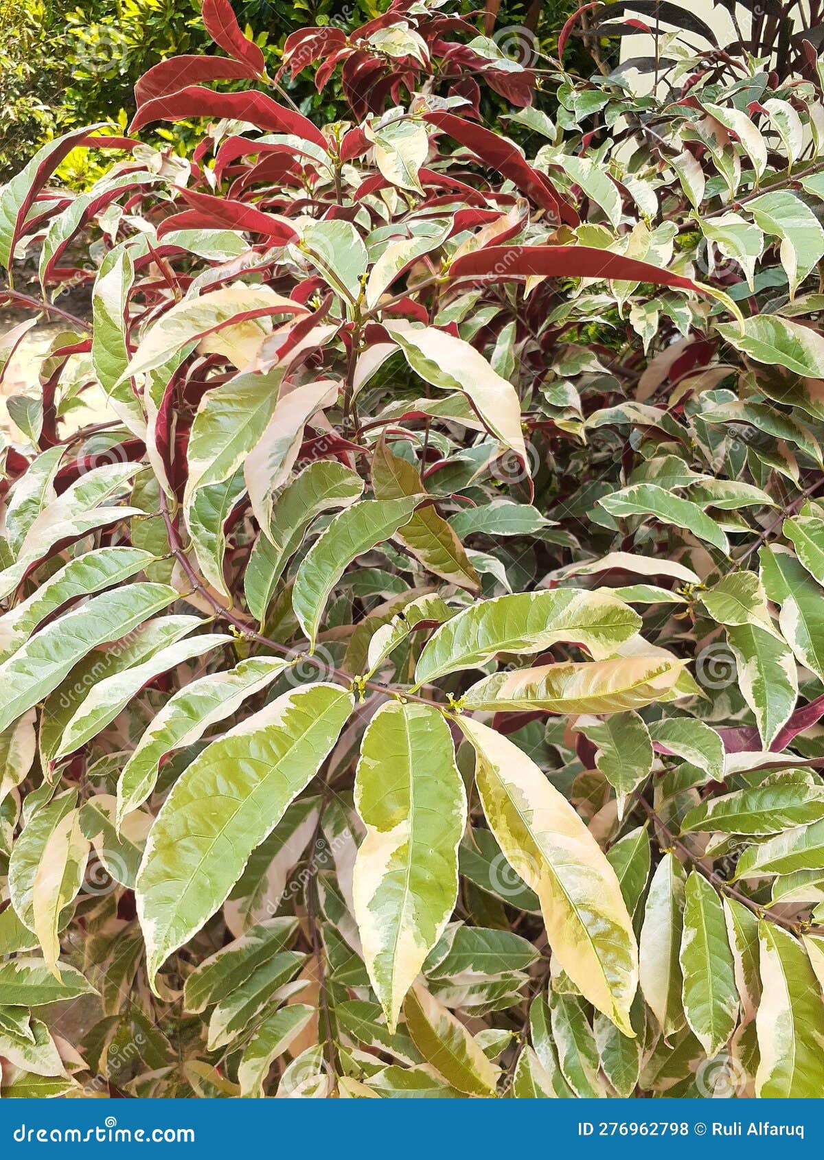Excoecaria Cochinchinensis Chinese Croton, Blindness Tree, Buta Buta ...
