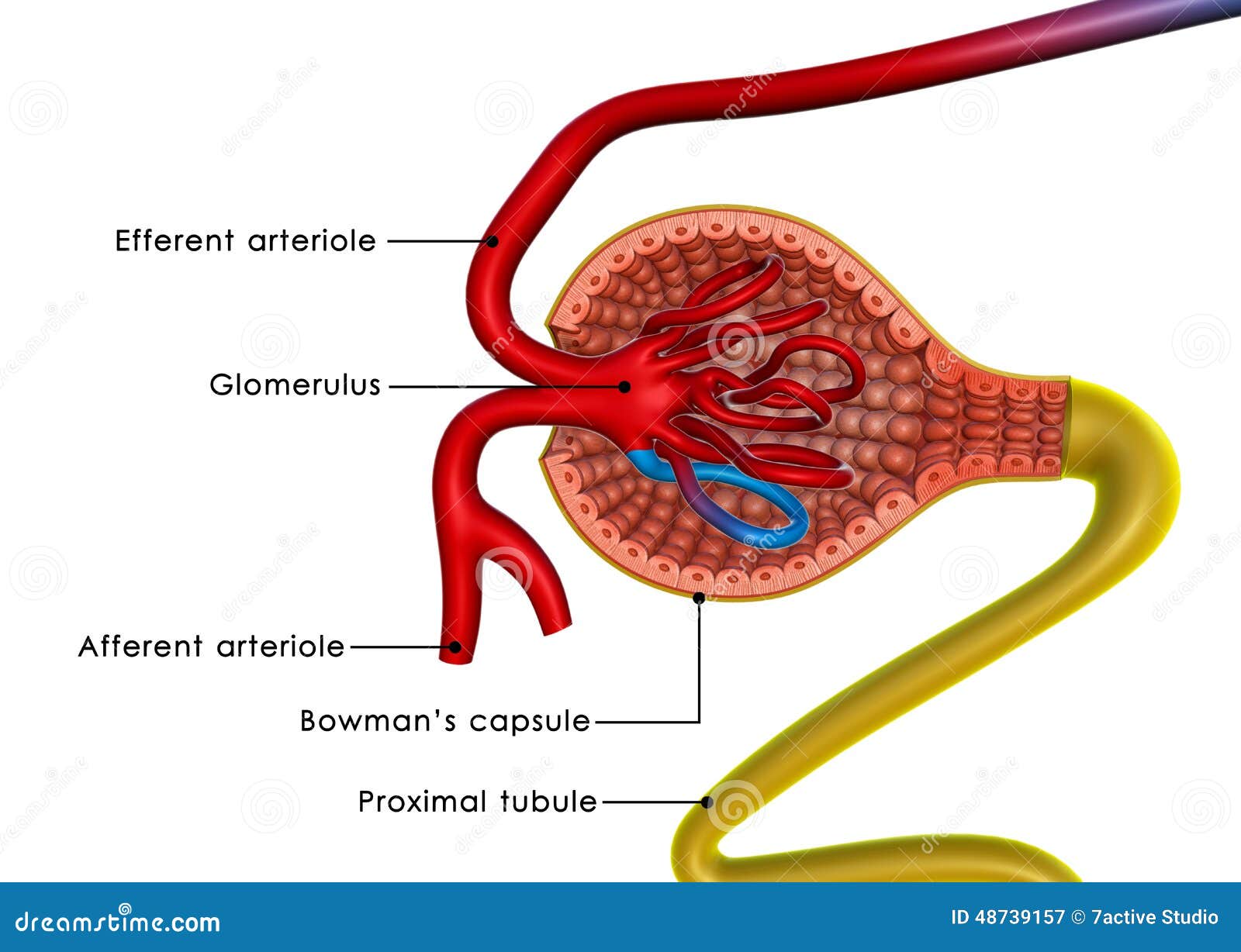 Excreción stock de ilustración. Ilustración de ciencia - 48739157
