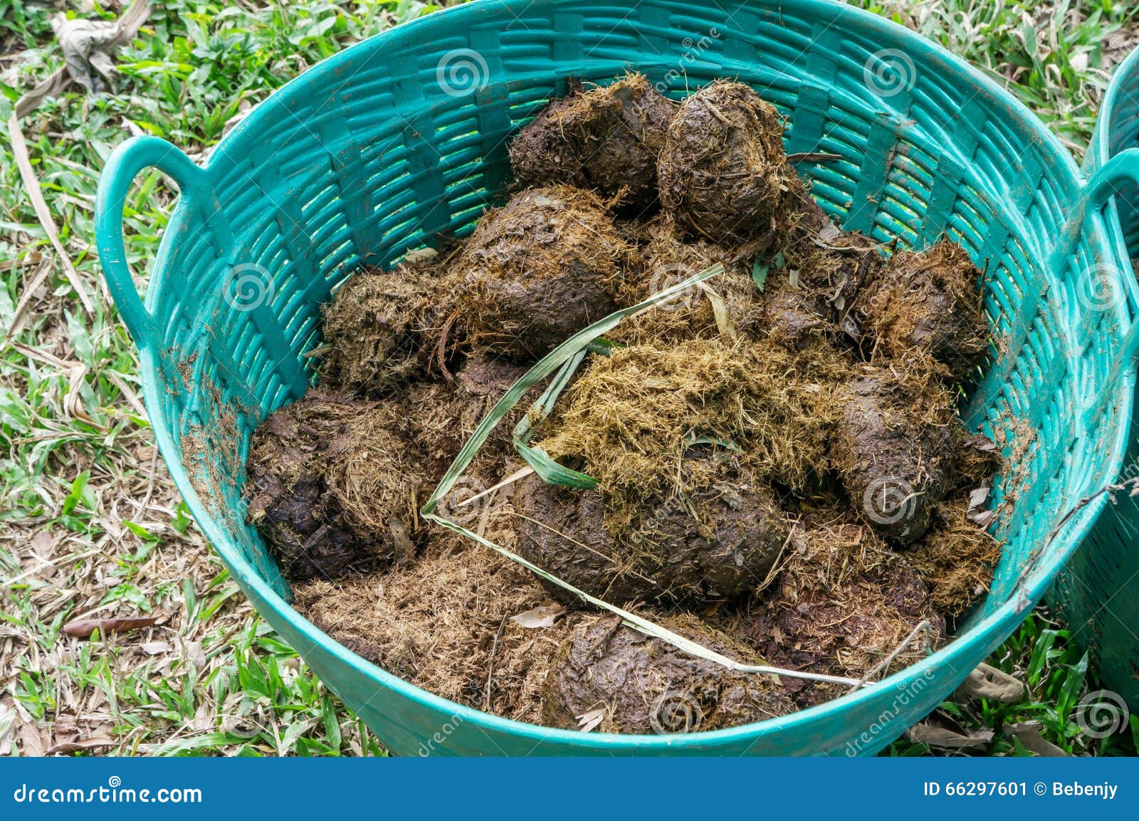 Excrement elephant stock image. Image of excrement, elephant - 66297601