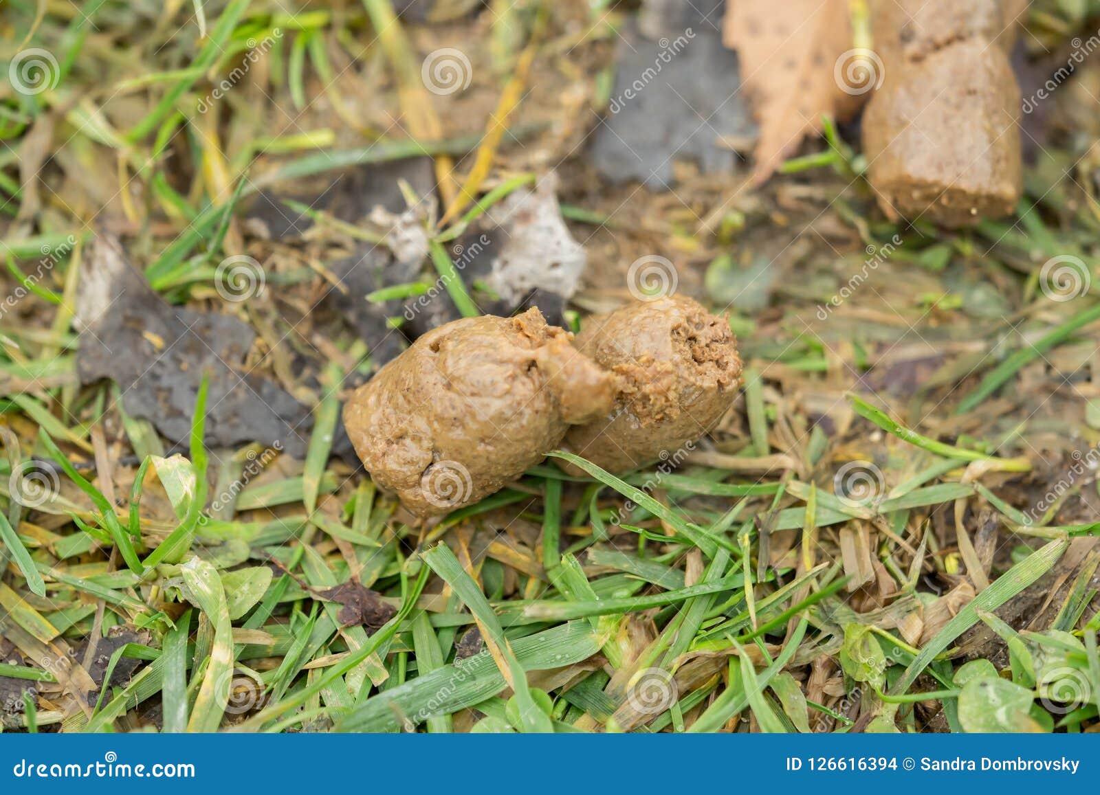 Excremento De Un Perro En El Prado Verde Foto de archivo - Imagen de ...