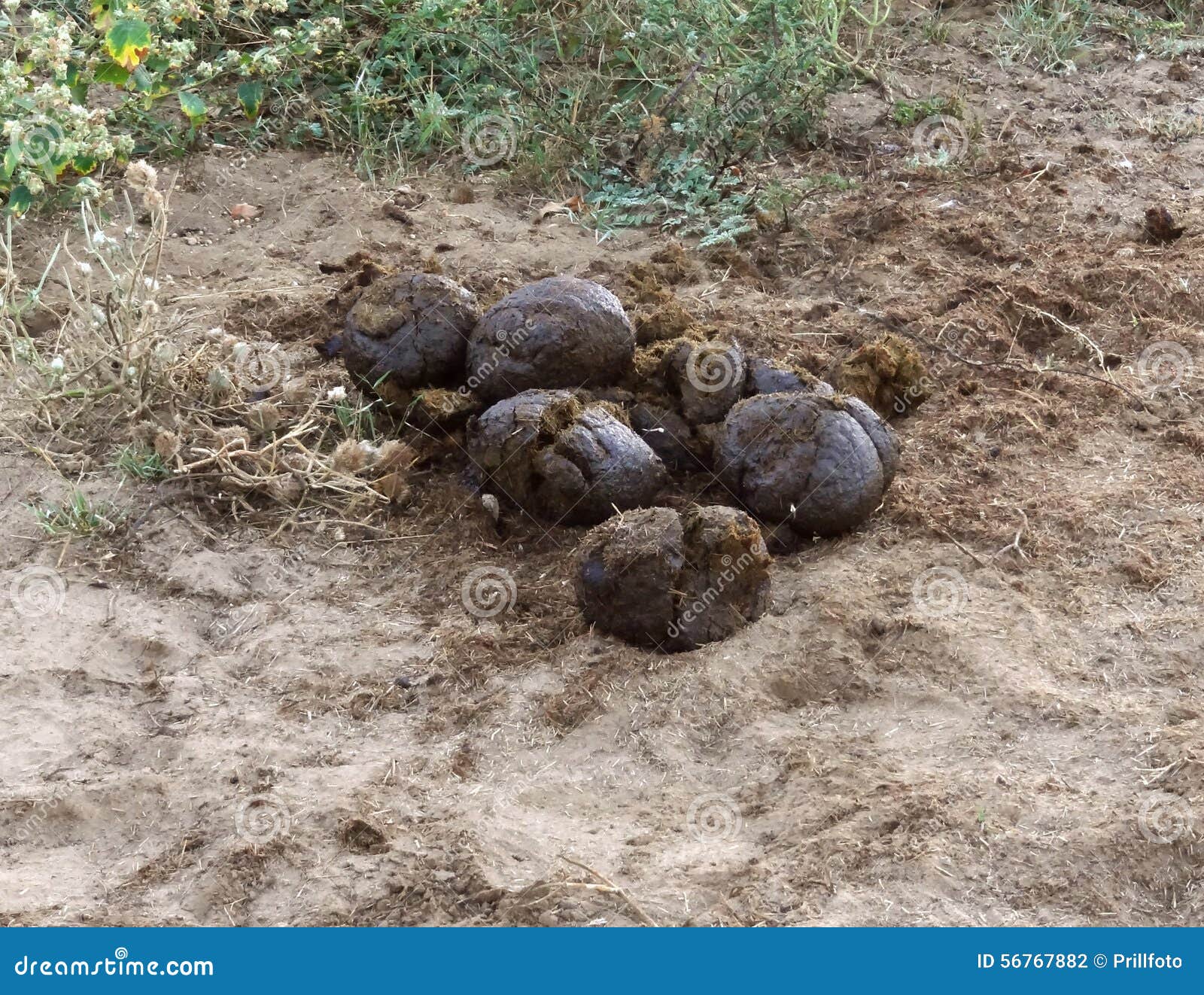 Excremento do elefante foto de stock. Imagem de merda - 56767882