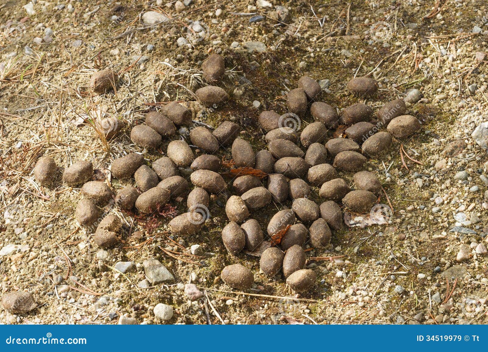 Excremento dos alces imagem de stock. Imagem de sujo - 34519979