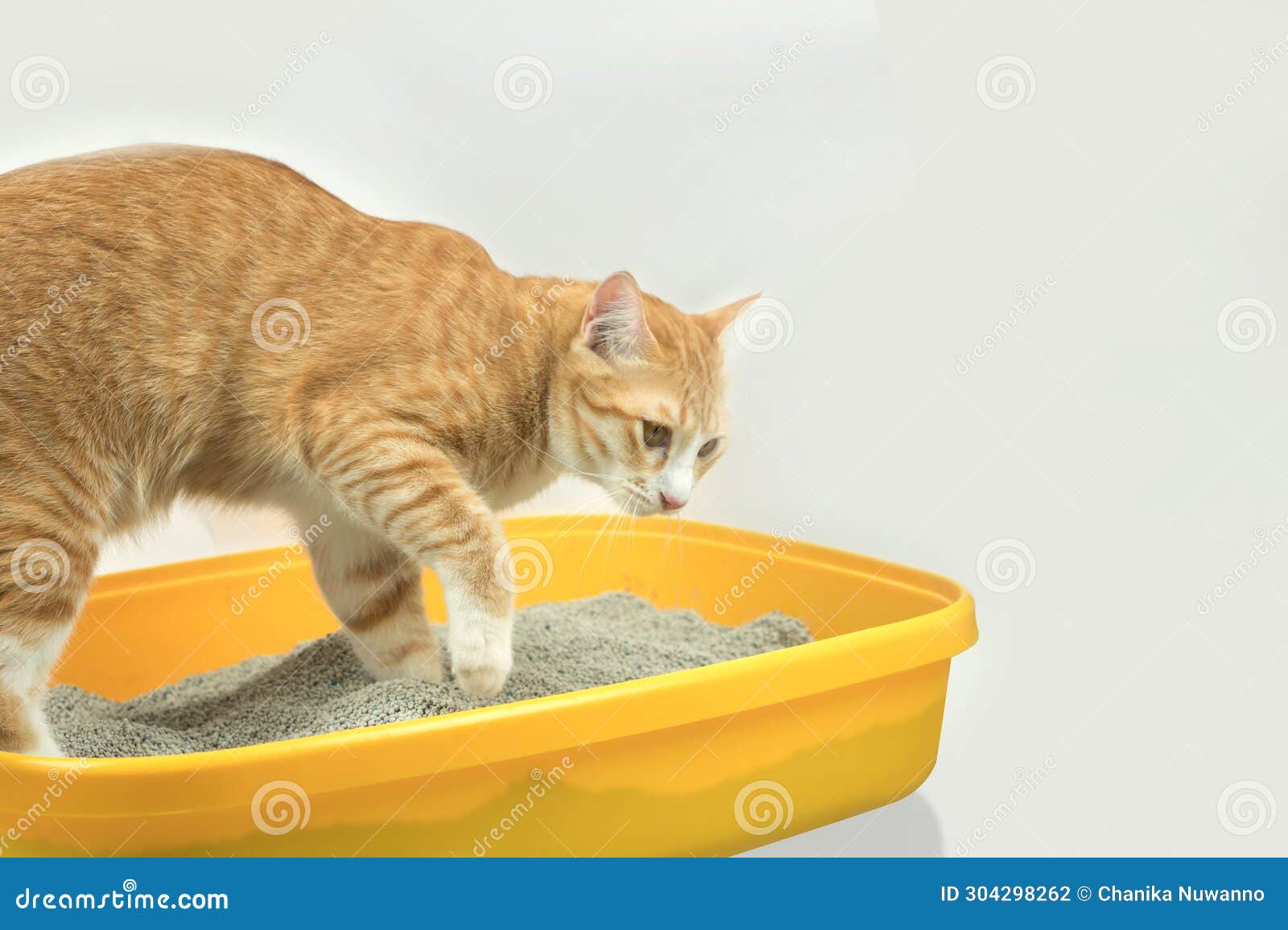 The Excretion of Cats is Routine daily Stock Photo - Image of furry ...