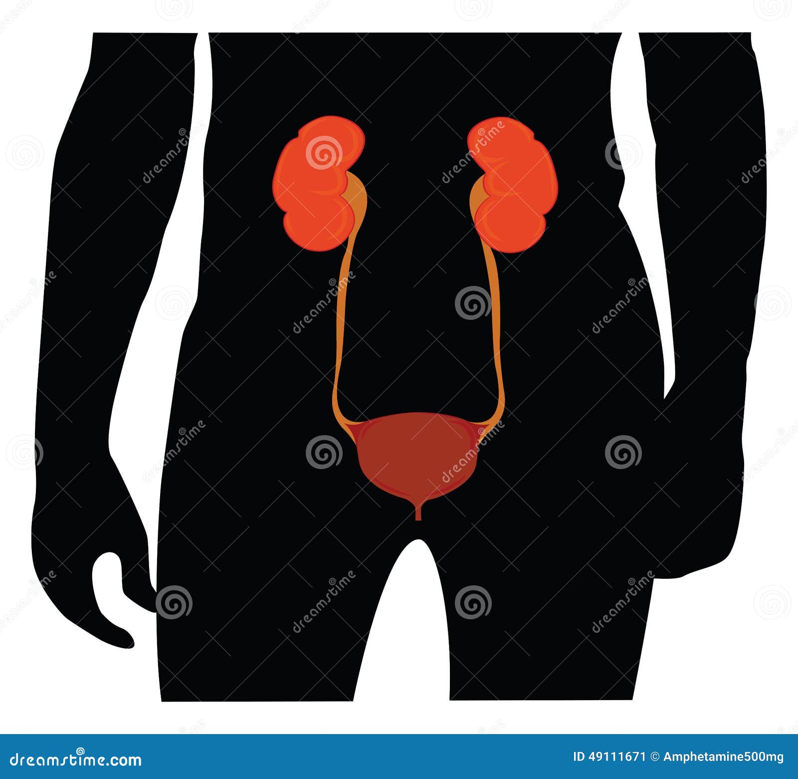 Excretory system stock vector. Illustration of healthy - 49111671