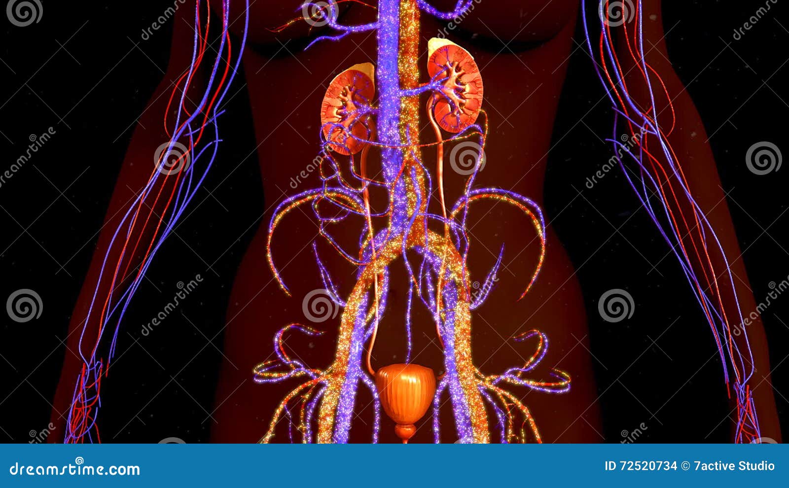 Excretory System Stock Footage & Videos - 52 Stock Videos