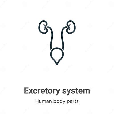 Excretory System Outline Vector Icon. Thin Line Black Excretory System ...