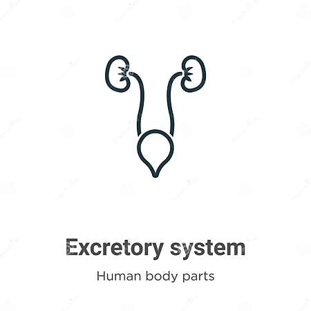 Excretory System Outline Vector Icon. Thin Line Black Excretory System ...