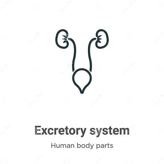Excretory System Outline Vector Icon. Thin Line Black Excretory System ...