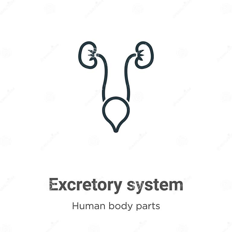 Excretory System Outline Vector Icon. Thin Line Black Excretory System ...