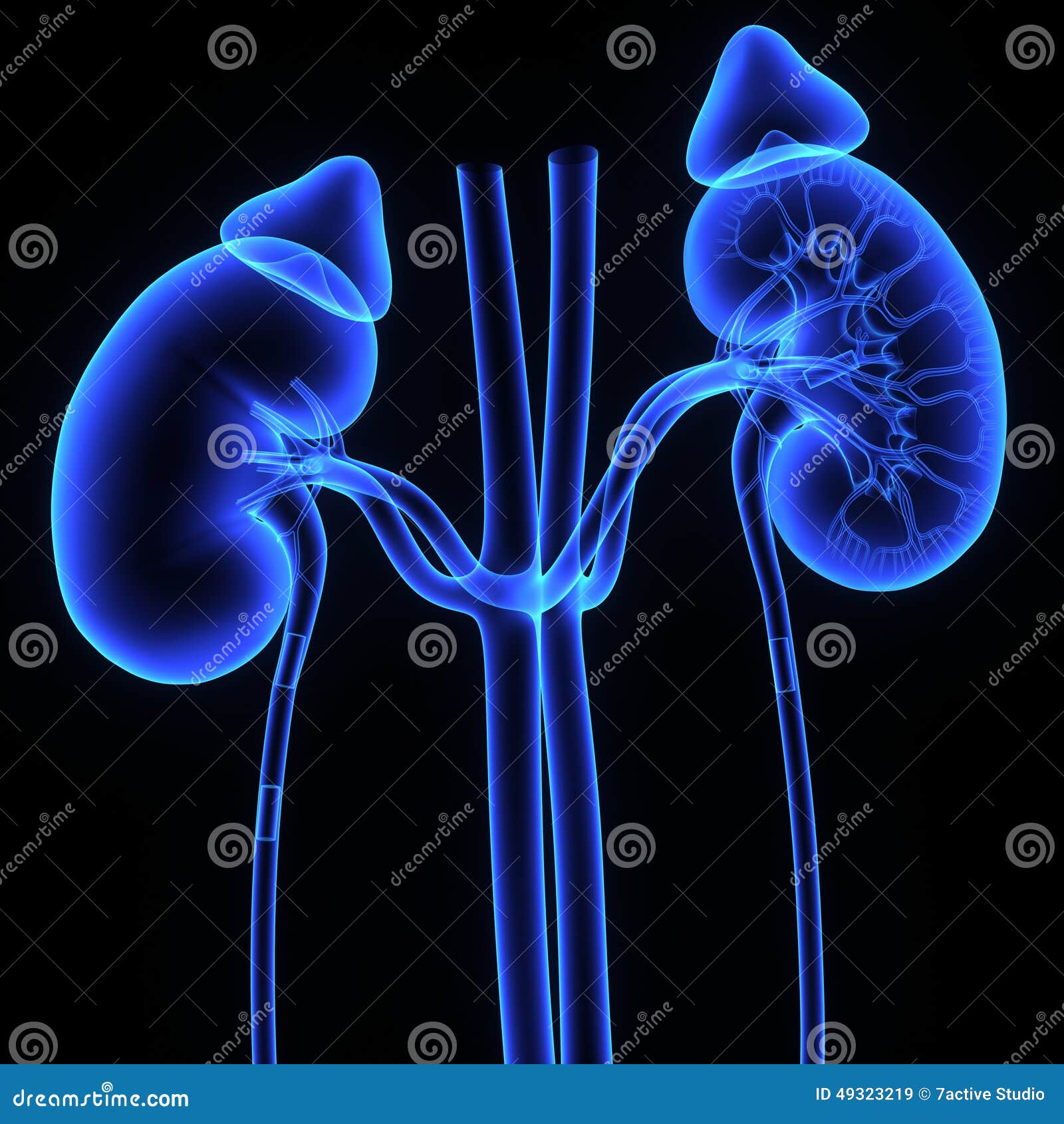 Excretory System Vector Illustration. Labeled Educational Organs ... Excretory System Vector Illustration. Labeled Educational Organs ...