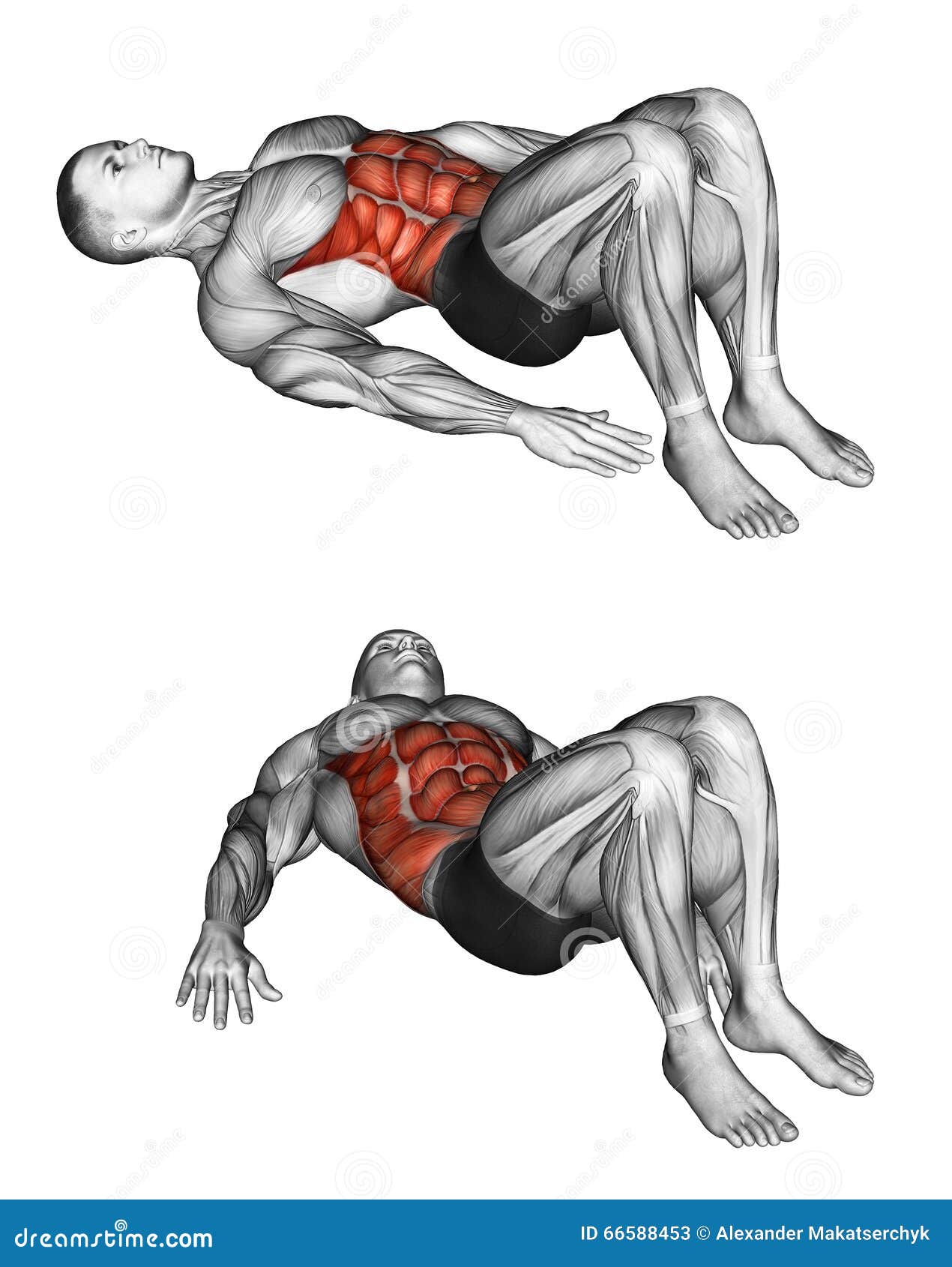Exercice De Forme Physique Talon Alternatif Touchers Illustration Stock ...