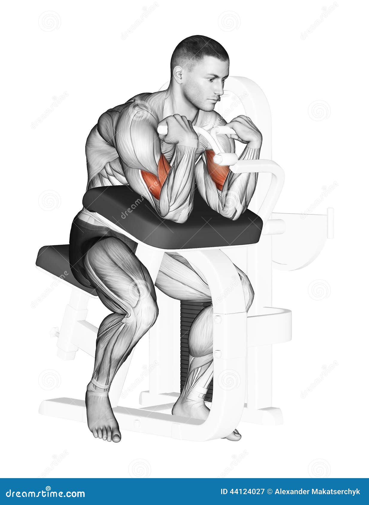 Exercising. Curls on the Simulator Stock Illustration - Illustration of ...
