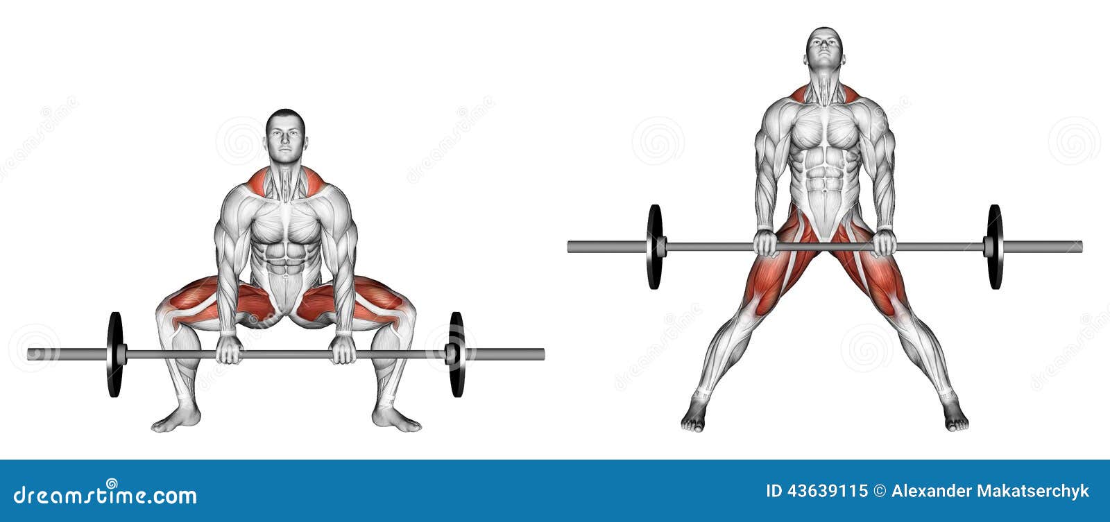Deadlift Muscles Targeted