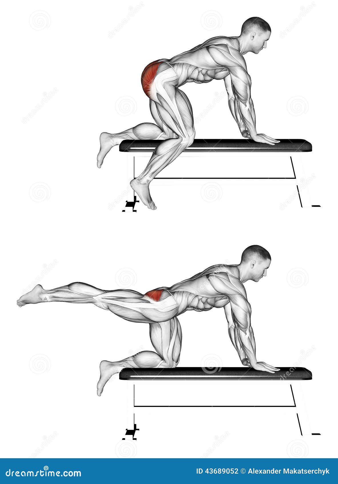 Exercising. Foot Moves Back To the Bench Stock Illustration ...