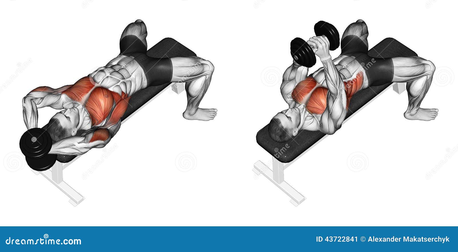 Exercising. Link Dumbbells from Behind the Head Stock Illustration ...