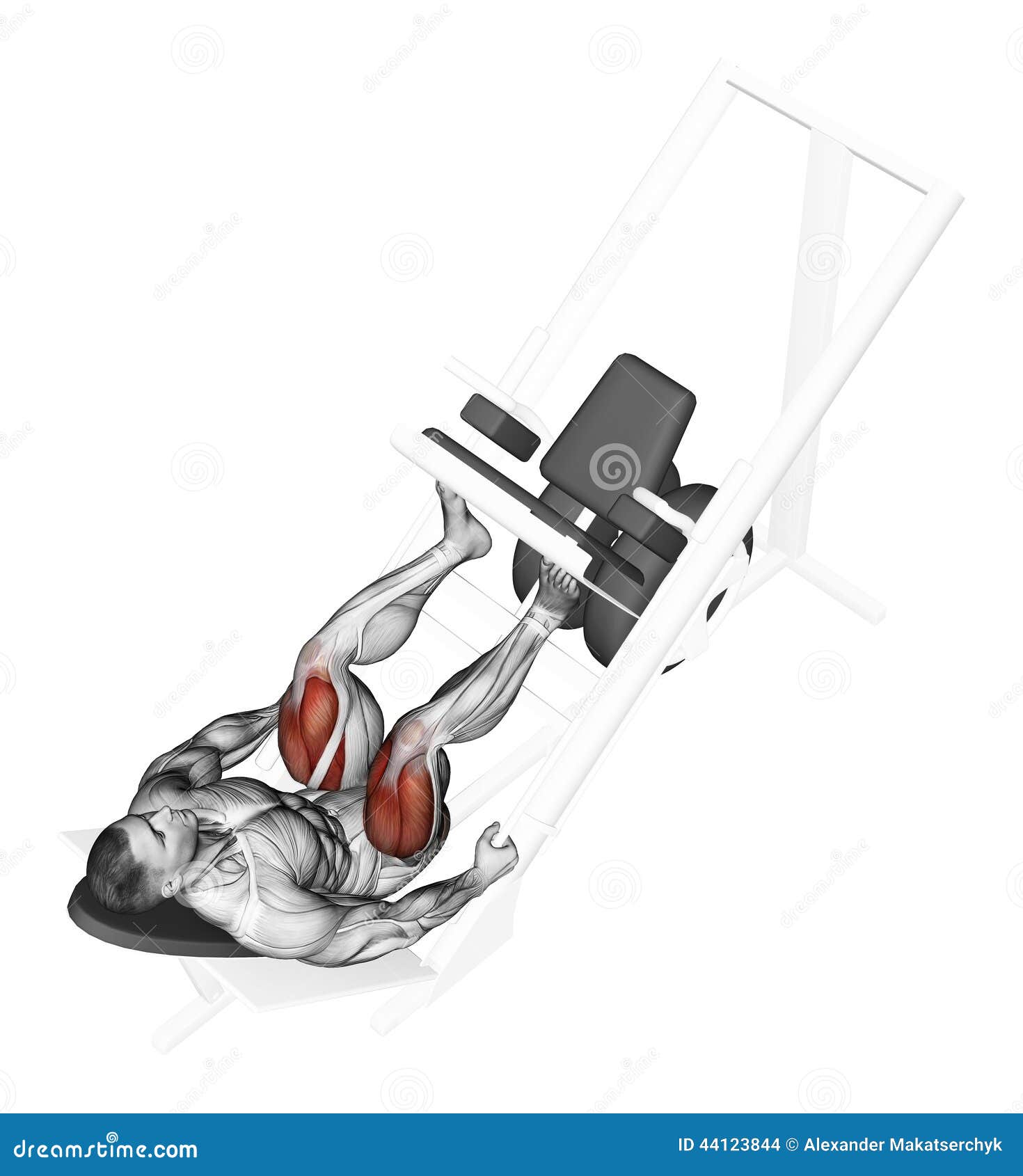 Exercising Prensa Inclinada De La Pierna Stock de ilustración ...