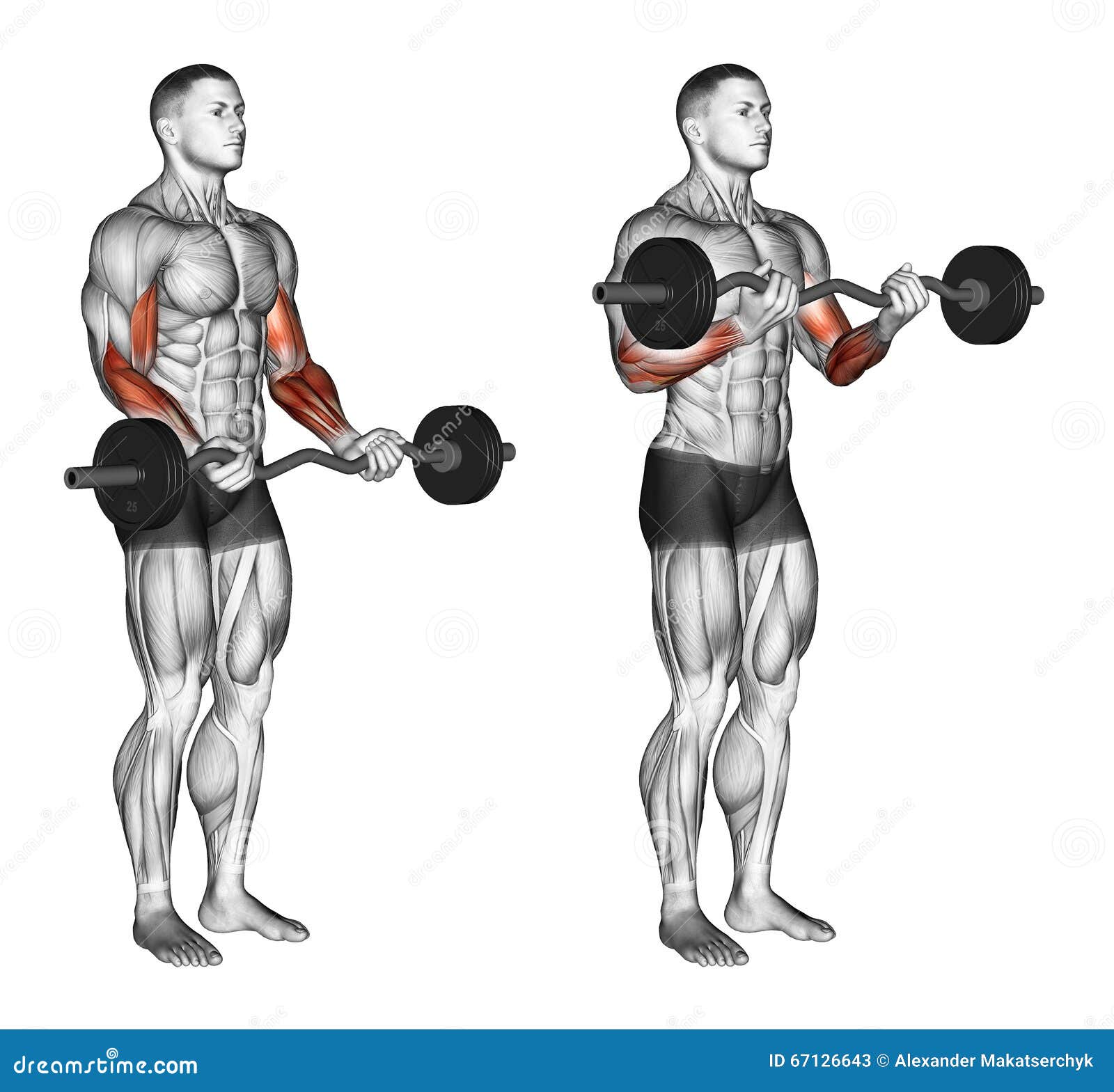 Exercising Rizos De La Barra De EZ Stock de ilustración - Ilustración ...