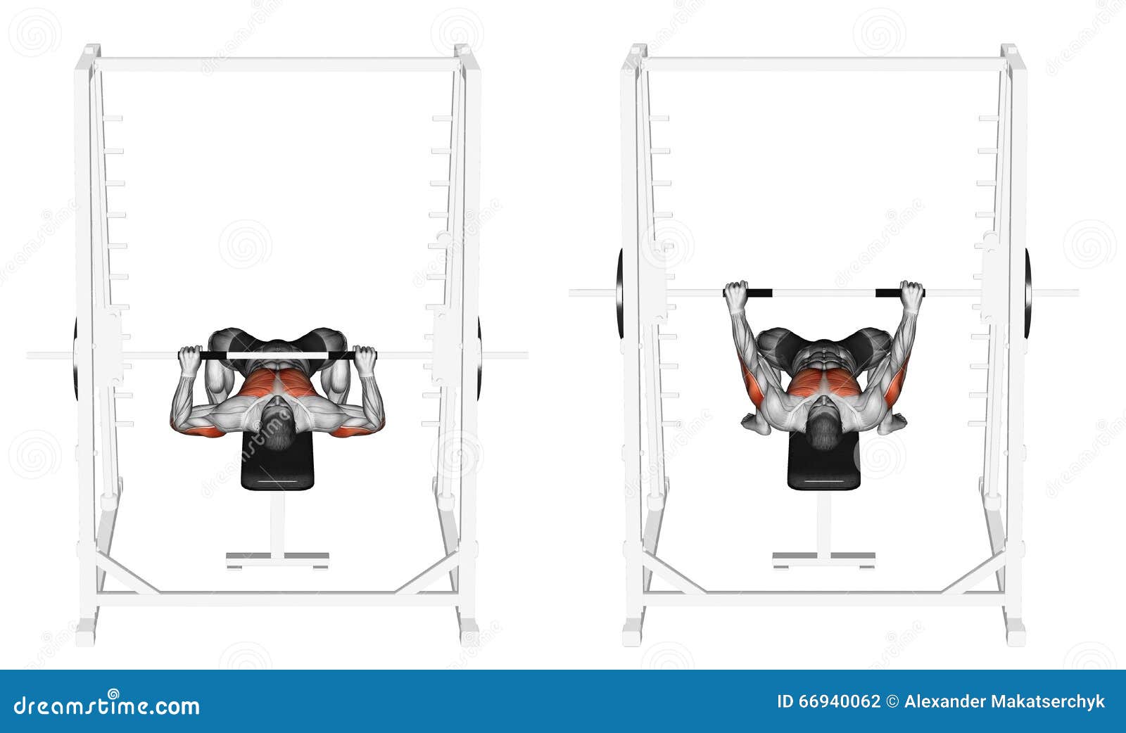 Exercising Smith Machine Bench Press Plano Stock de ilustración ...