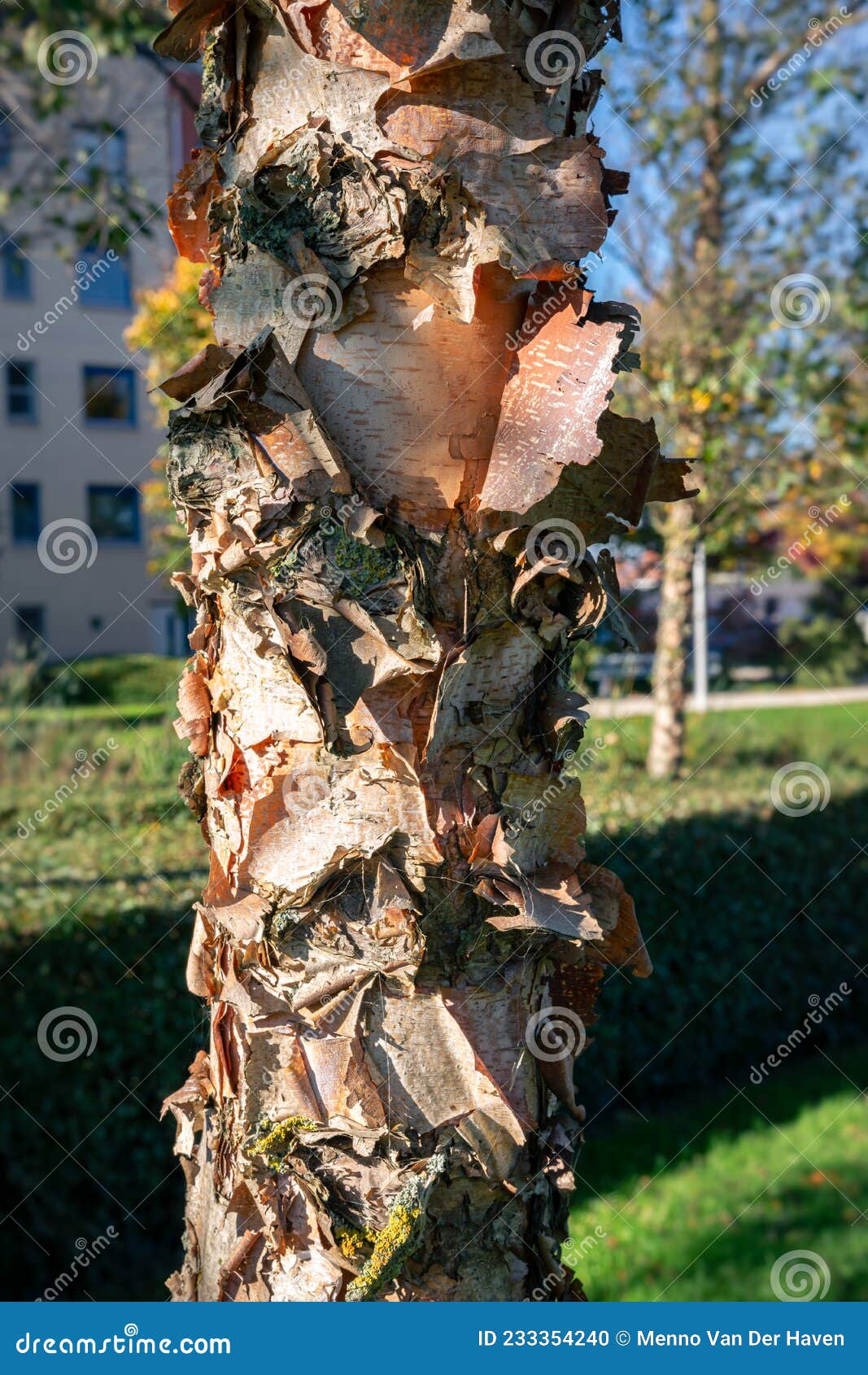 Exfoliated Bark of a Birch Tree Stock Photo - Image of nature, cracked ...