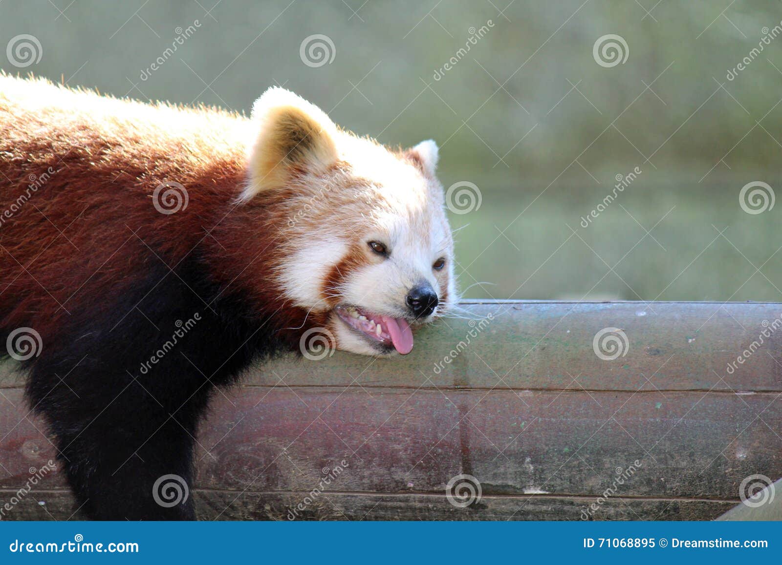 Exhausted Bear Chilling in the Sun Stock Image - Image of breathless ...