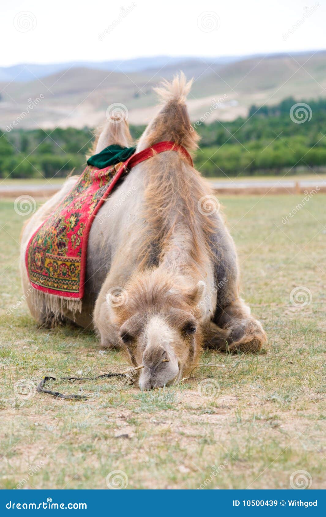 Exhausted camel stock image. Image of exhausted, lying - 10500439