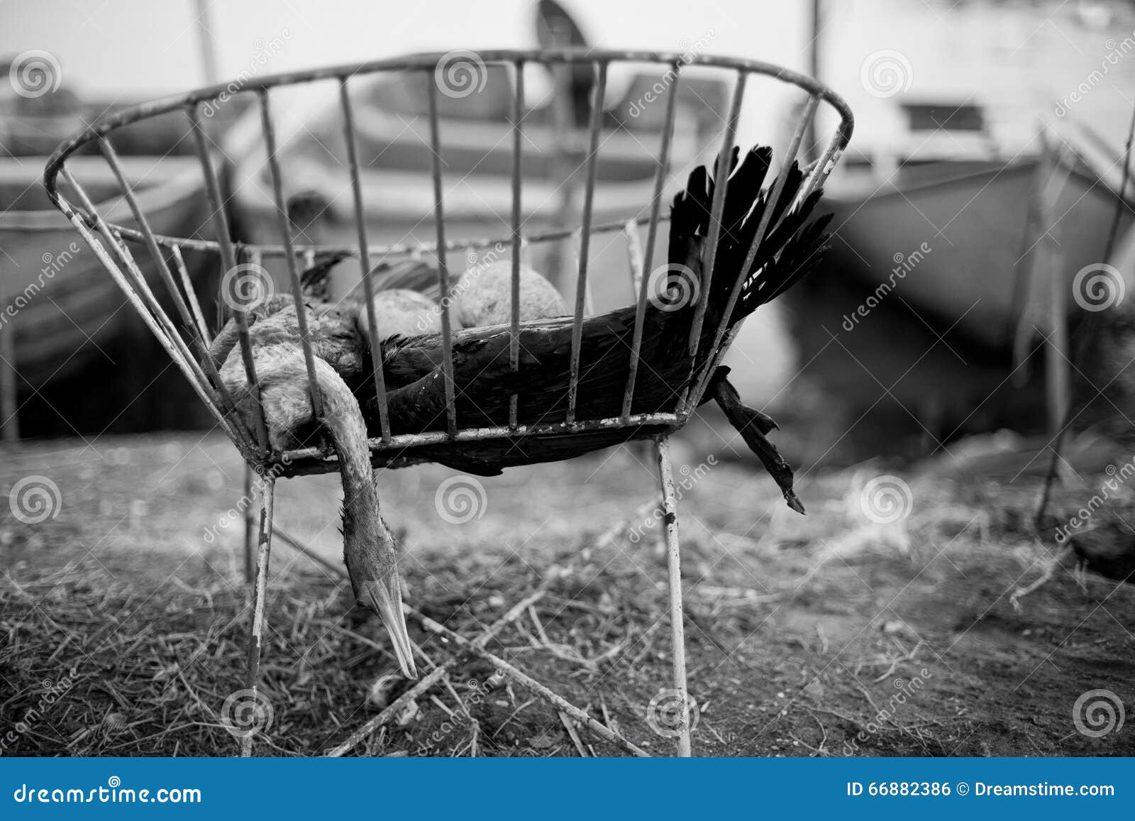 Exhausted chiken stock photo. Image of peace, chiken - 66882386