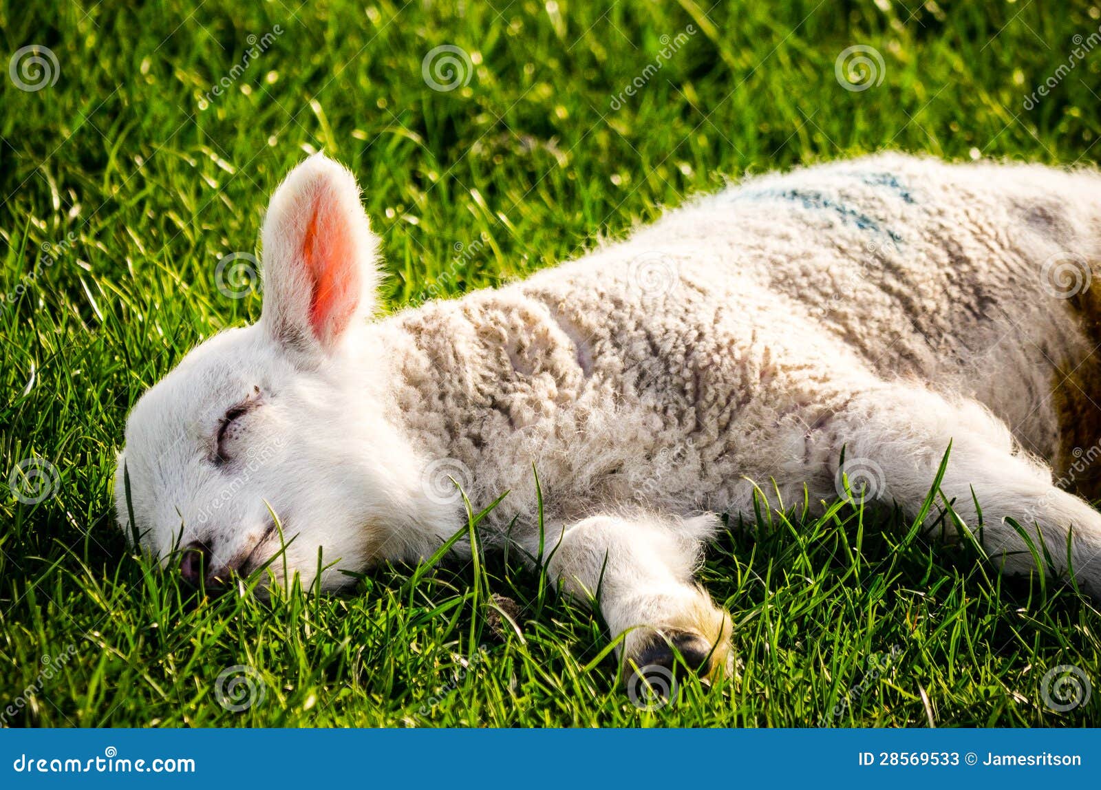 Exhausted Lamb stock image. Image of yorkshire, lamb - 28569533