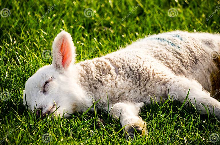 Exhausted Lamb stock image. Image of yorkshire, lamb - 28569533
